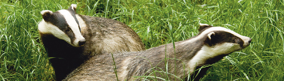 Badger Fencing Manufacturer | Hampton Steel